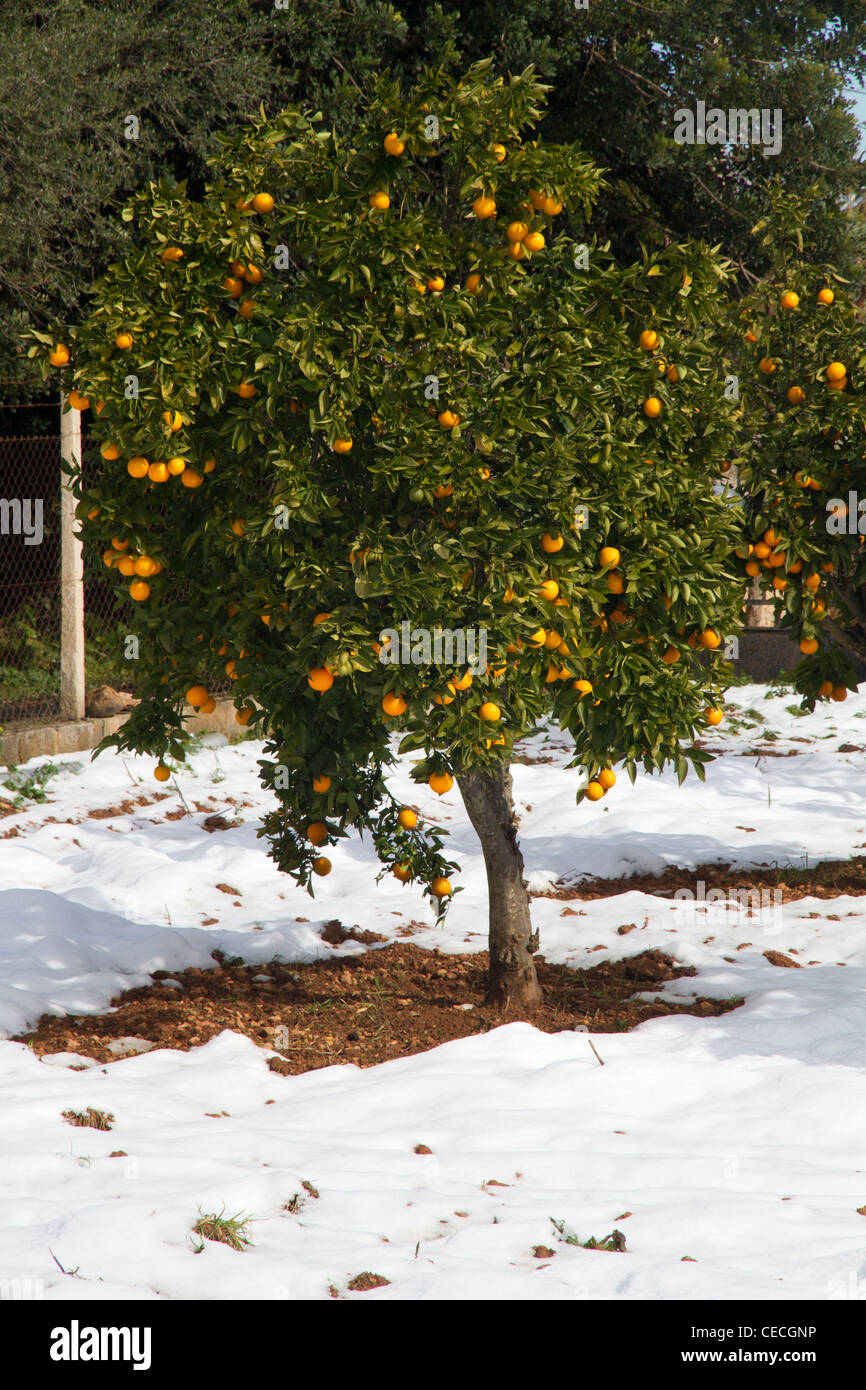 orange trees in winter snow Majorca Mallorca Spain Stock Photo - Alamy