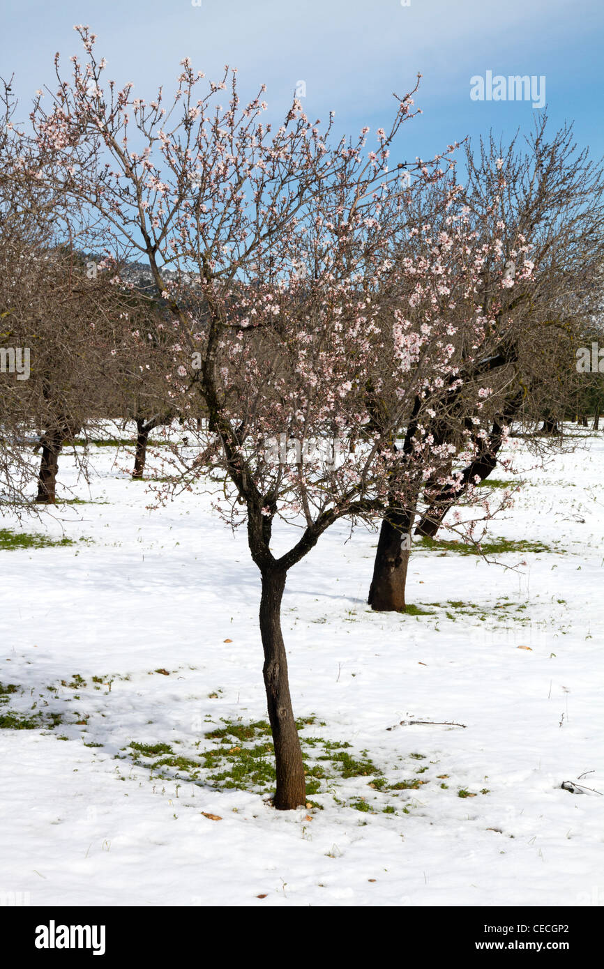 bare almond tree in blossom winter snow Majorca Mallorca Balearic Spain ...