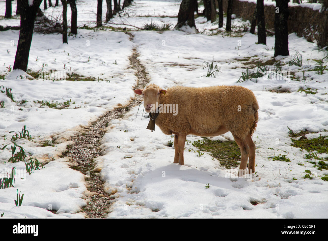 sheep winter snow Majorca Mallorca Spain Europe Stock Photo - Alamy