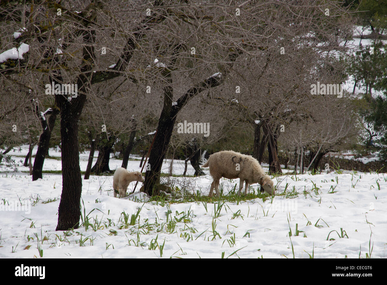 sheep winter snow rural scene Majorca Mallorca Spain Stock Photo - Alamy