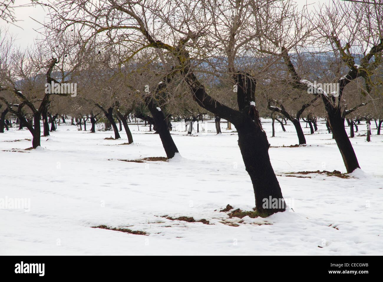 bare almond trees field winter snow Majorca Mallorca Balearic Spain ...