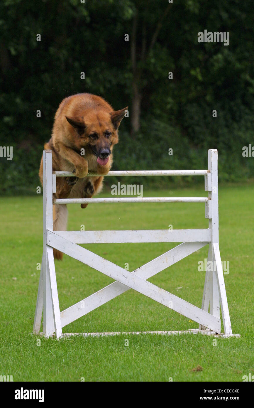 Police dog doing training exercises, UK Stock Photo - Alamy