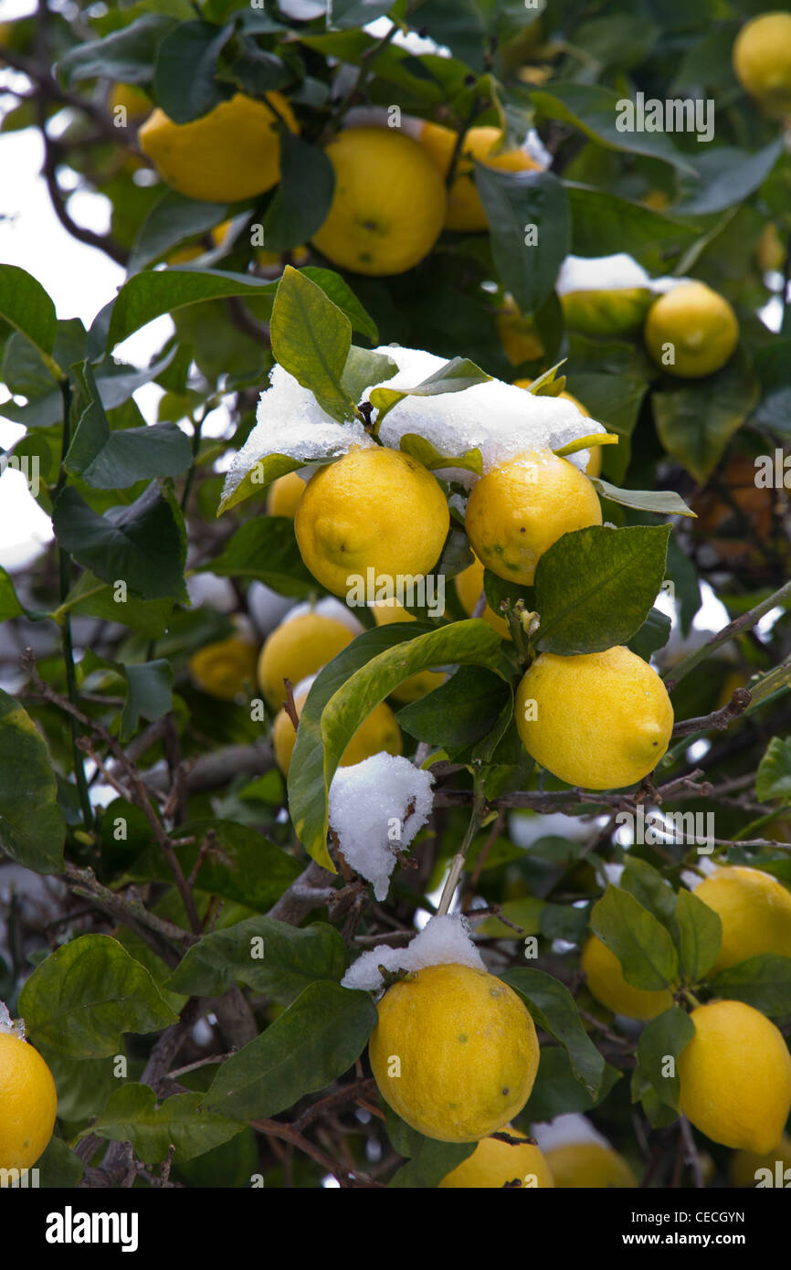 Lemons citrus on tree in winter snow Majorca Mallorca Balearic Spain ...