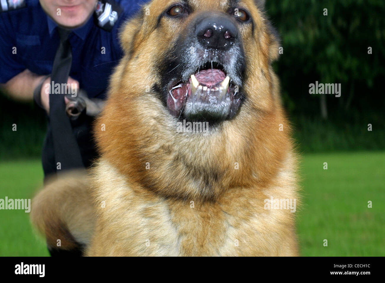 Police dog uk hi-res stock photography and images - Alamy
