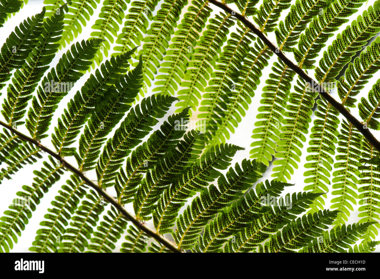 Fern leaves back lit hi-res stock photography and images - Alamy