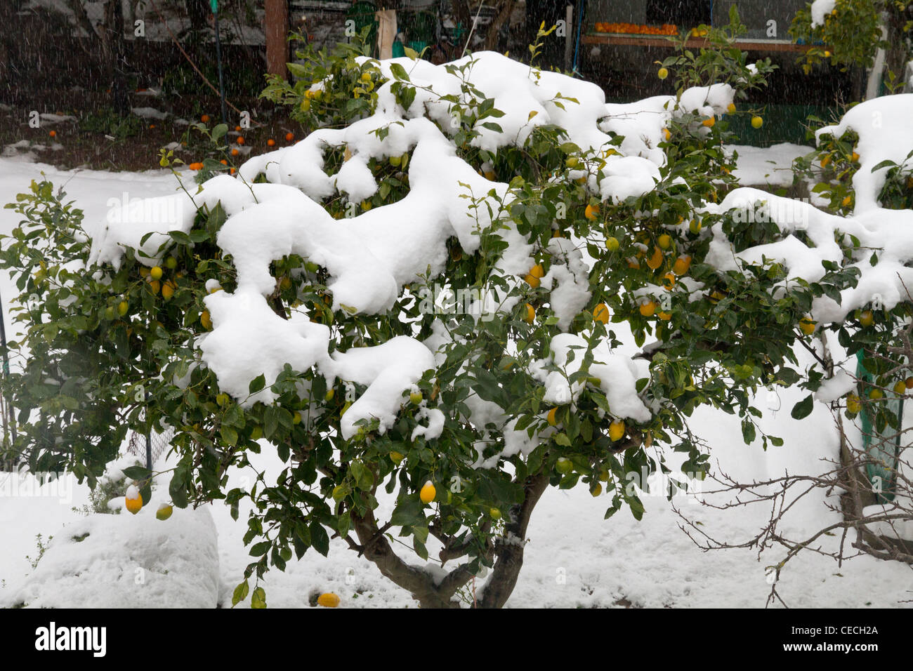orange tree in winter covered of snow Majorca Mallorca Spain Stock ...