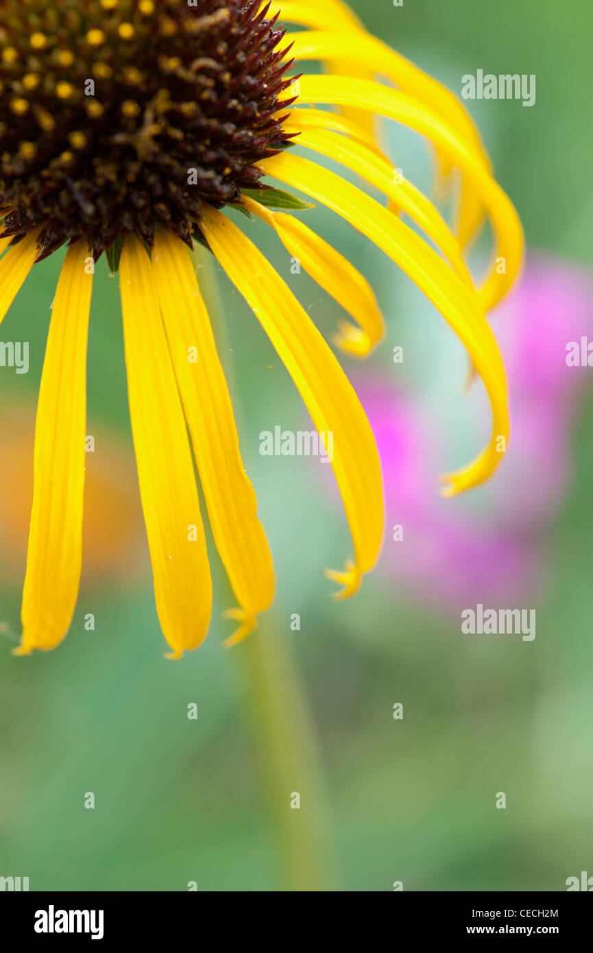 Echinacea paradoxa hi-res stock photography and images - Alamy