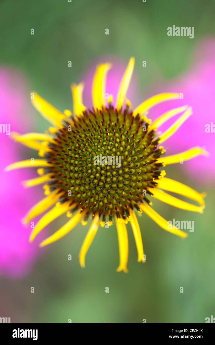 Echinacea paradoxa . Yellow Coneflower Stock Photo - Alamy
