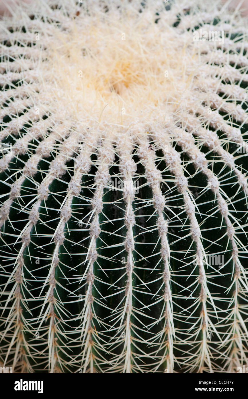 Cactus hi-res stock photography and images - Alamy