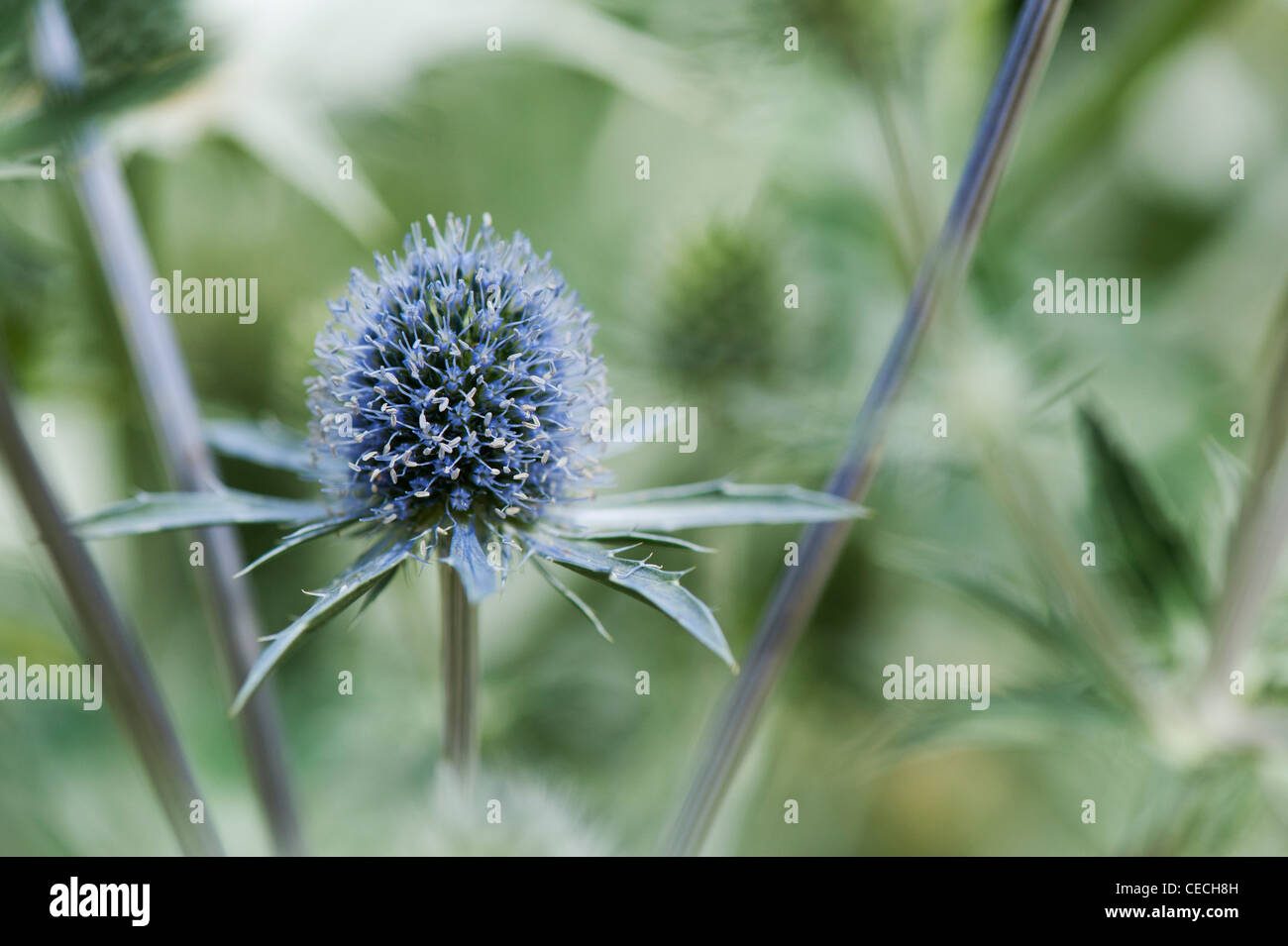Eryngium x zabelii 'Jos Eijking'. Sea holly flower Stock Photo - Alamy
