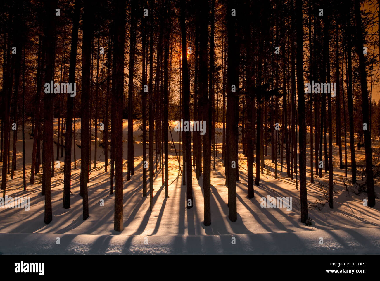 The first morning light is casting long shadows from these trees Stock ...
