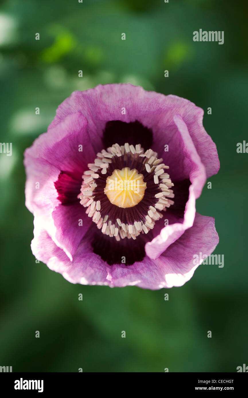 Purple opium poppy papaver somniferum hi-res stock photography and ...
