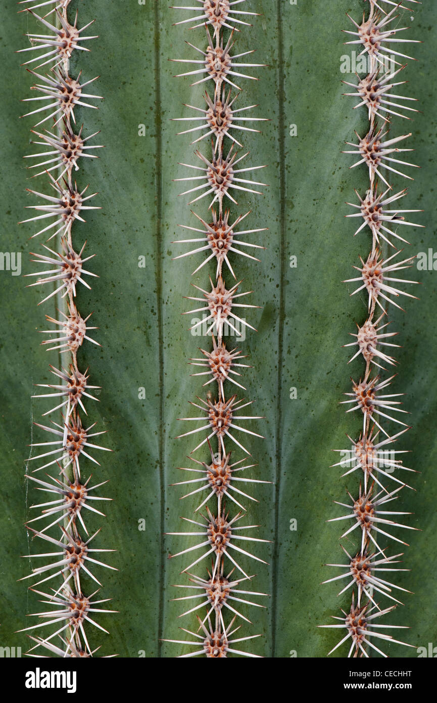 Pilosocereus Azureus