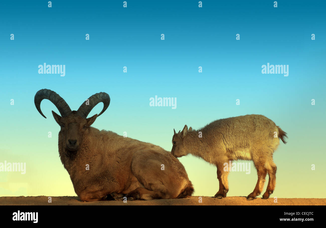 Turs hi-res stock photography and images - Alamy