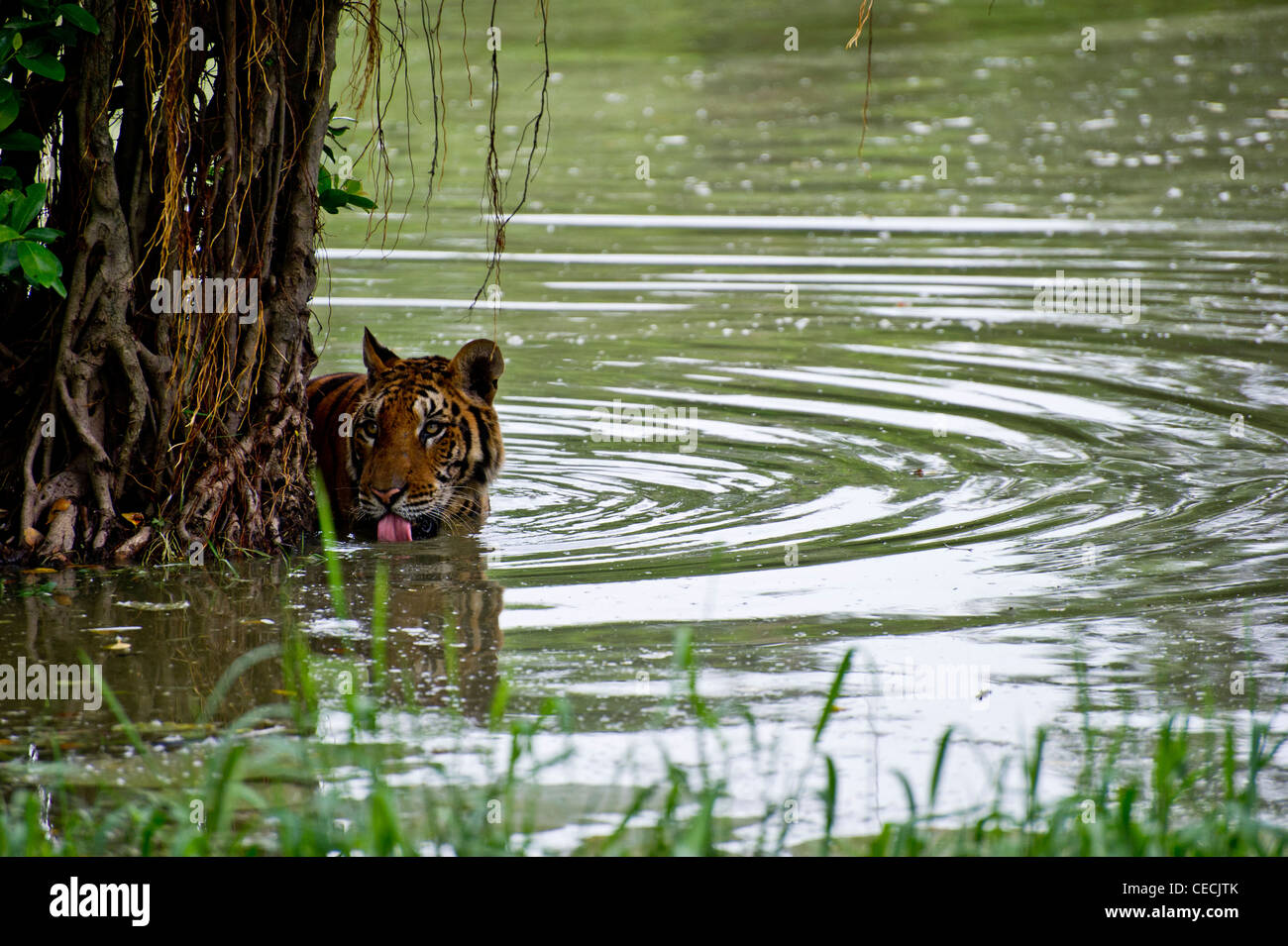 Safari animal resting hi-res stock photography and images - Alamy