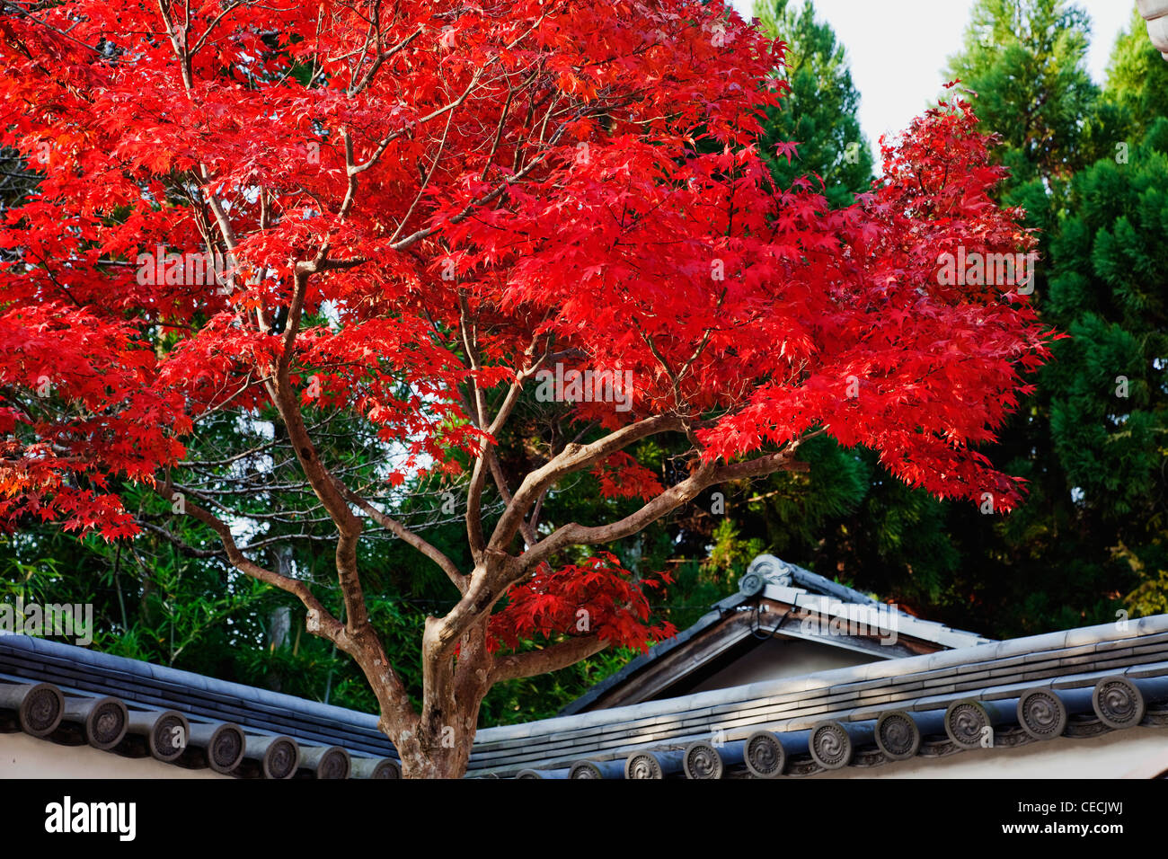Tree with red leaves in front of Japanese temple roof Stock Photo - Alamy