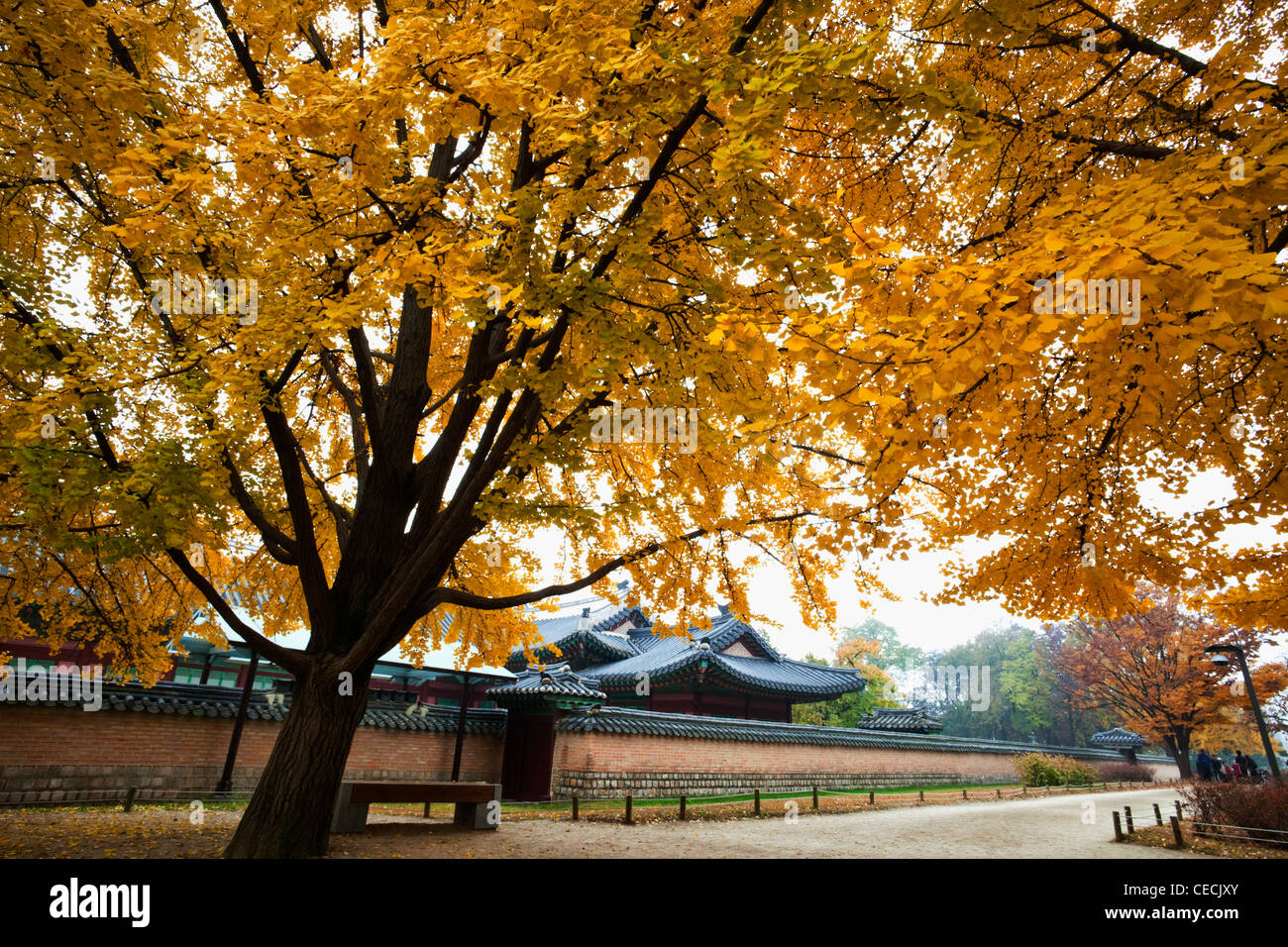 Gyeongbokgung Palace with Autumn leaves. Seoul, Korea Stock Photo - Alamy