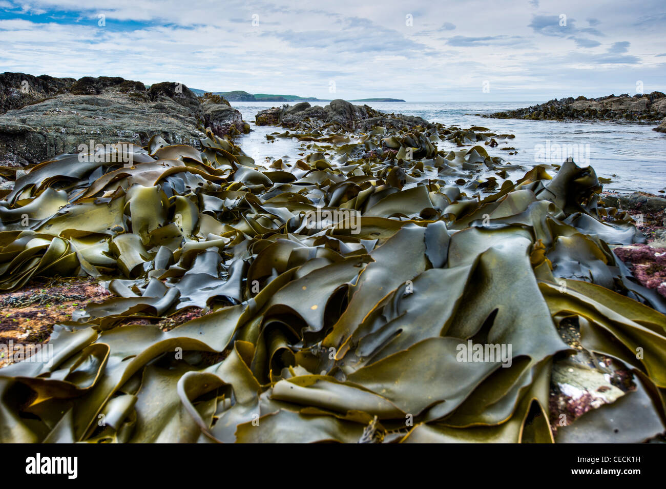 Nz wilderness hi-res stock photography and images - Alamy