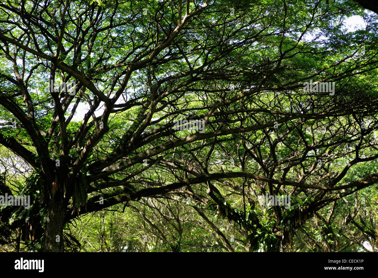 Large and wide hi-res stock photography and images - Alamy