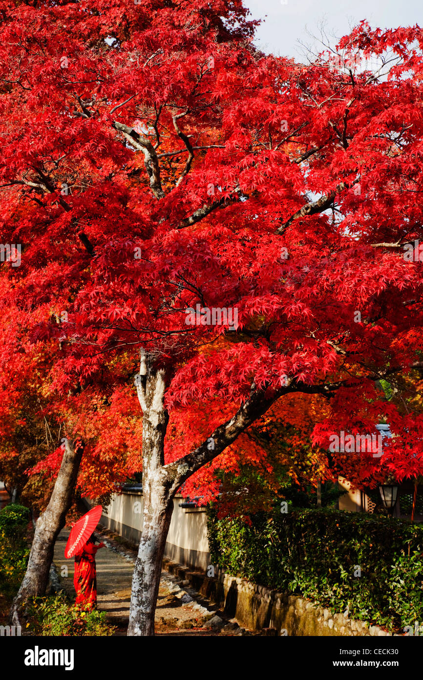 woman wearing red Kimono and holding red umbrella under tree with red ...