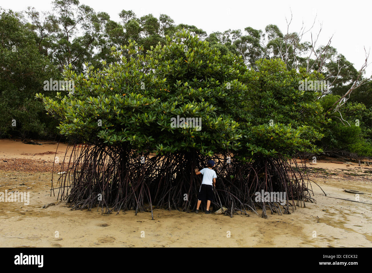 Young boy looking at mangrove tree, Singapore Wetlands Stock Photo - Alamy