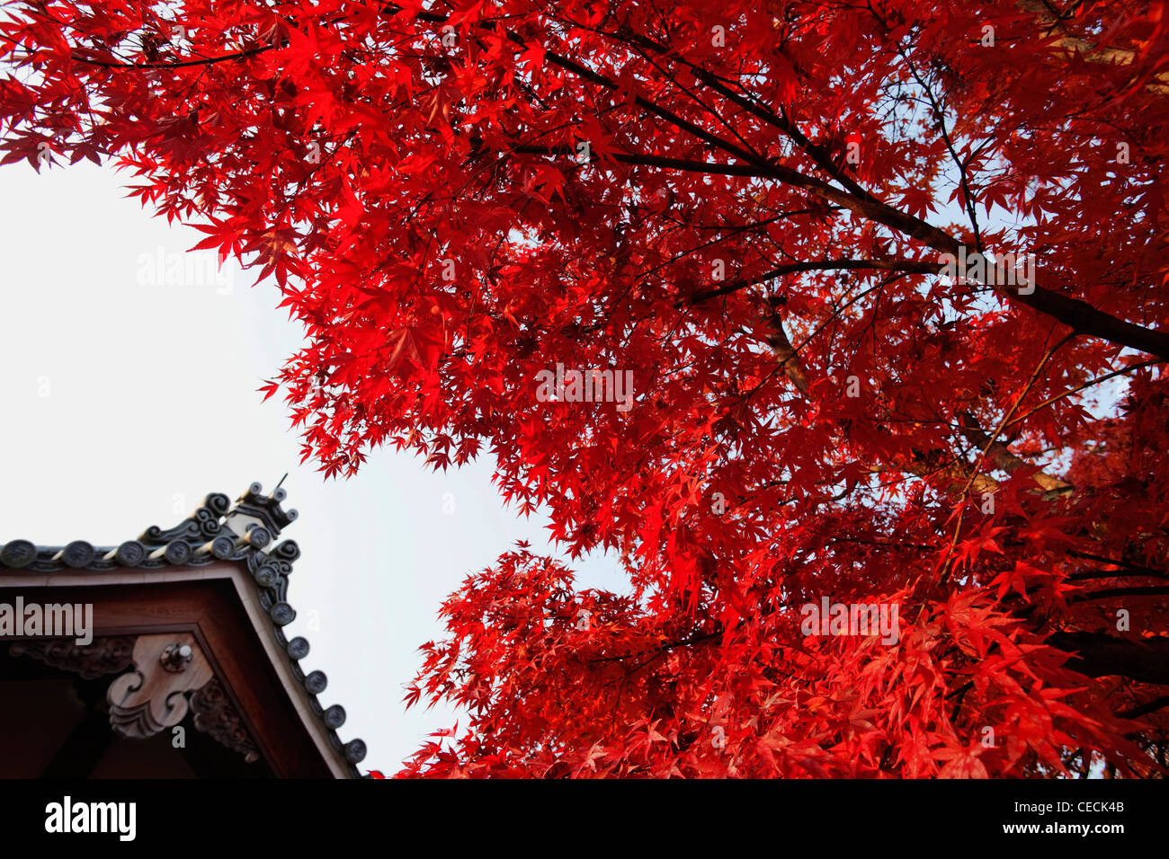 Top o Temple roof with tree with red leaves Stock Photo - Alamy
