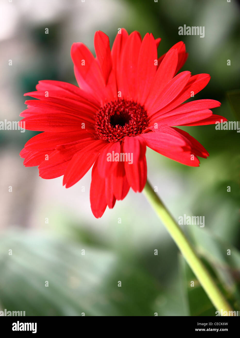 the red daisy Stock Photo - Alamy