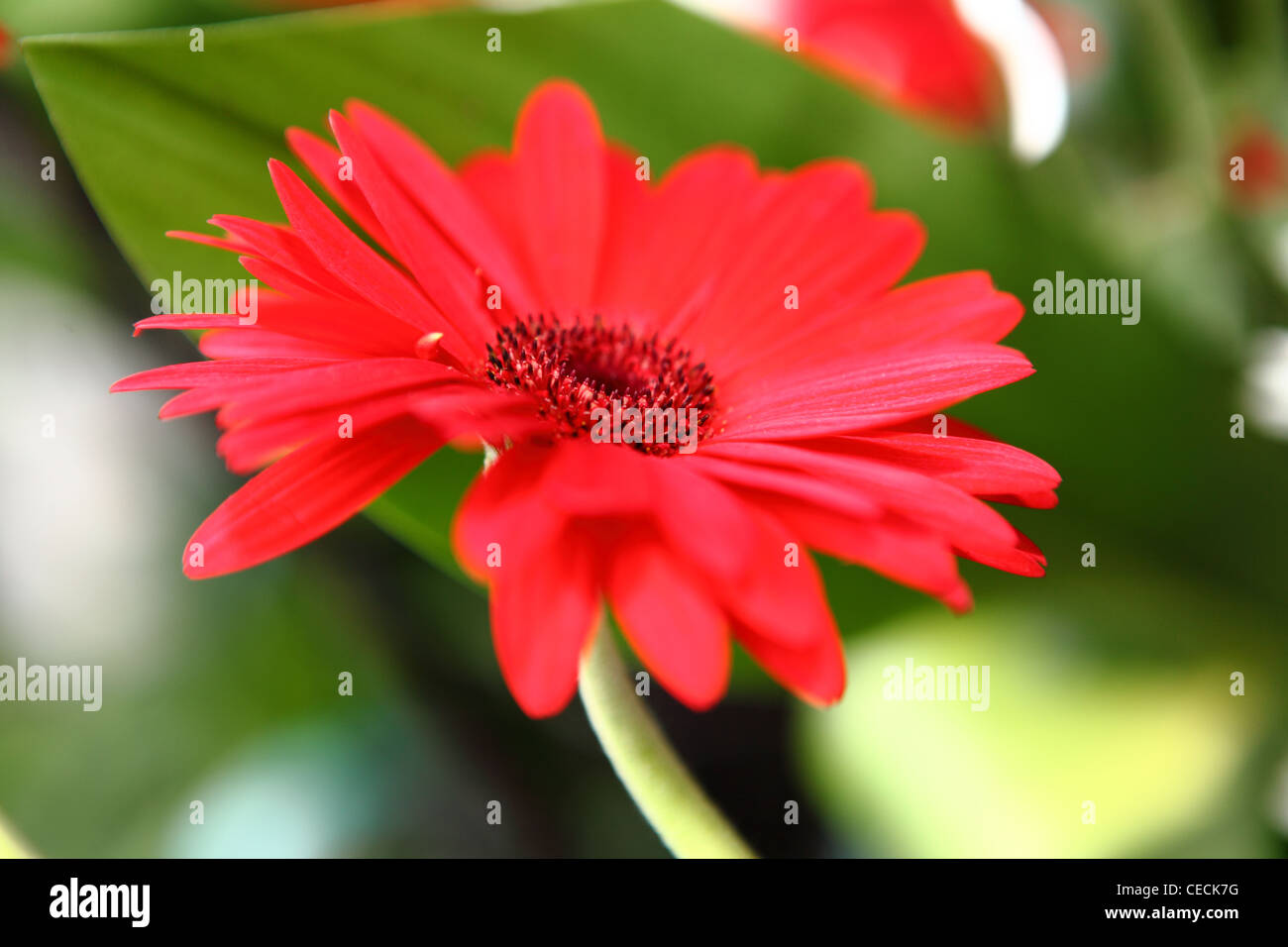 red daisy flower Stock Photo - Alamy