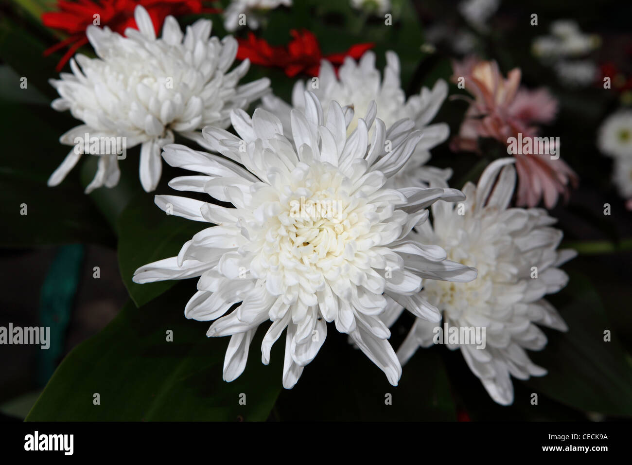 Callistepus chinensis hi-res stock photography and images - Alamy