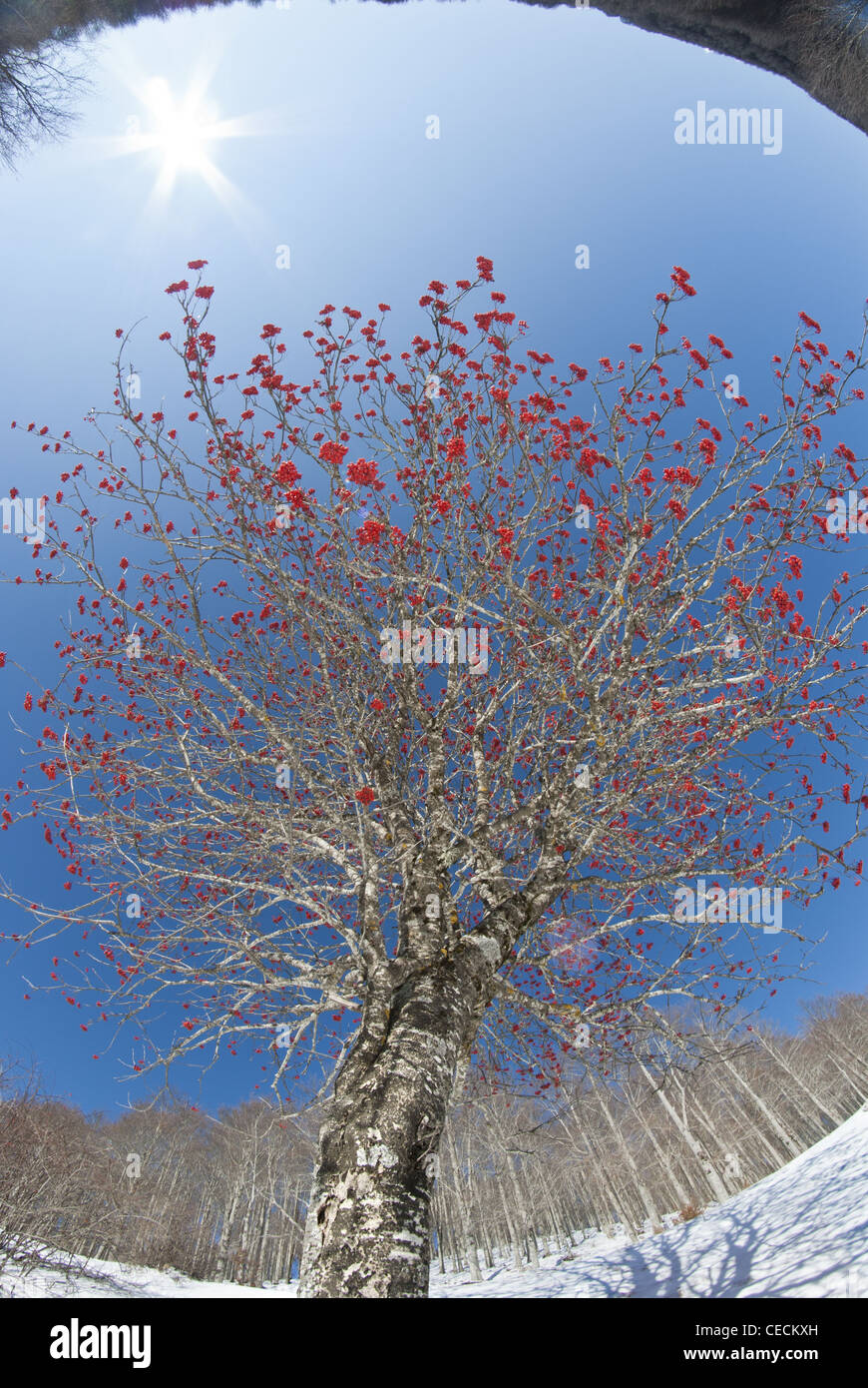 Sorbo degli uccellatori (Sorbus aucuparia Stock Photo - Alamy
