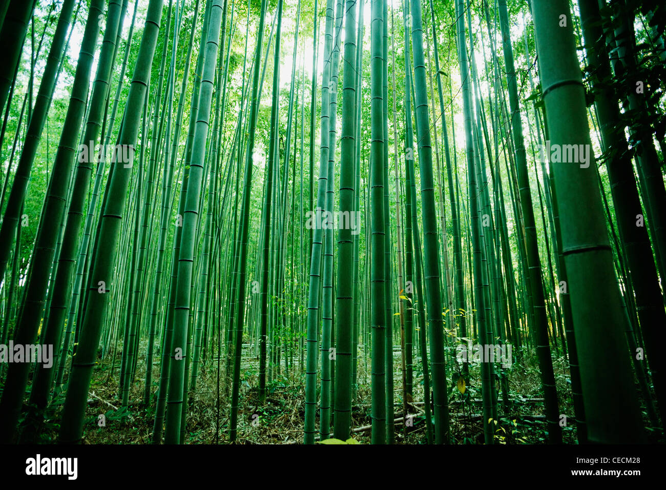 light streaming through bamboo forest Stock Photo - Alamy