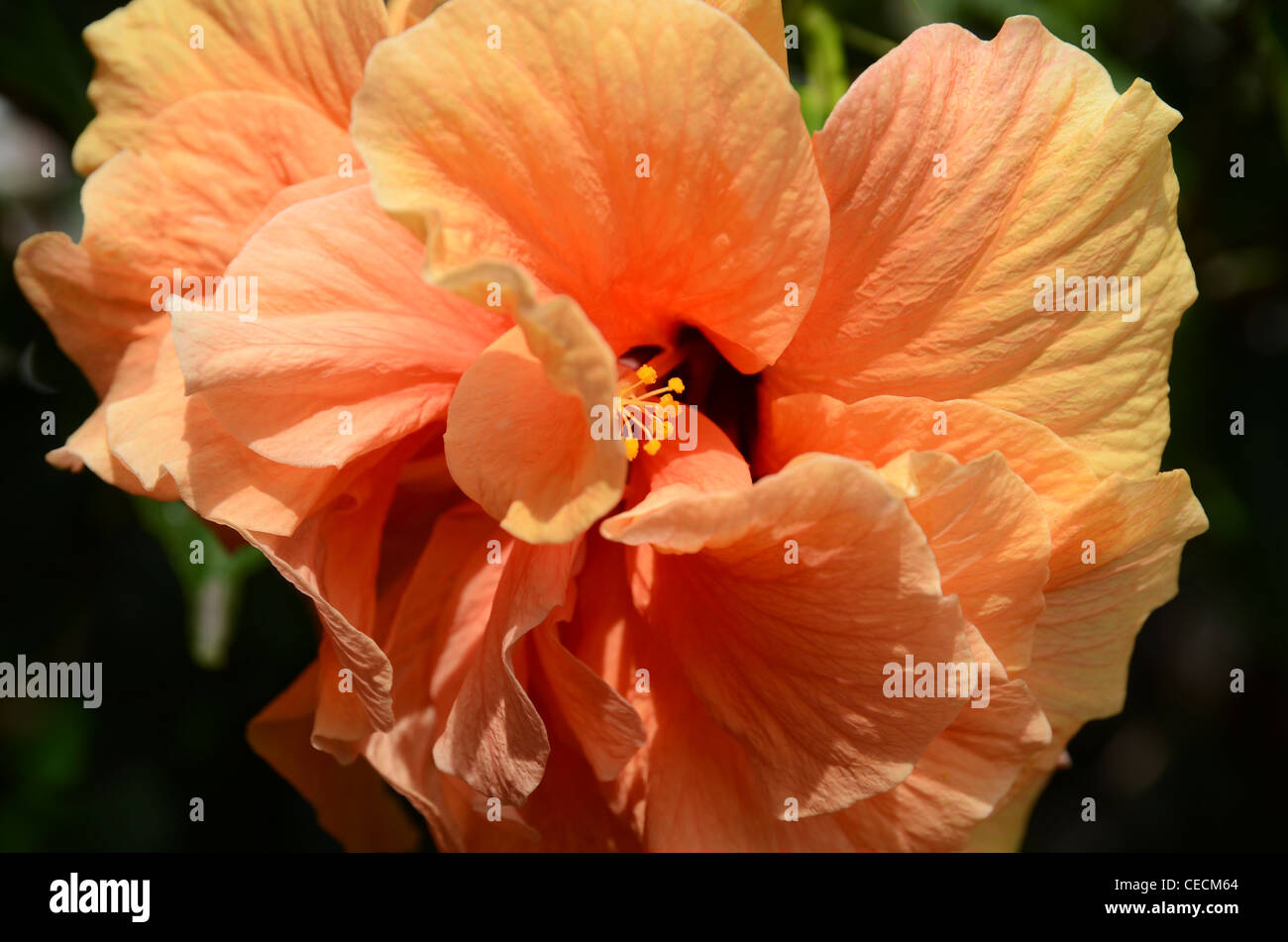 Hybiscus Flower Stock Photos & Hybiscus Flower Stock Images - Alamy