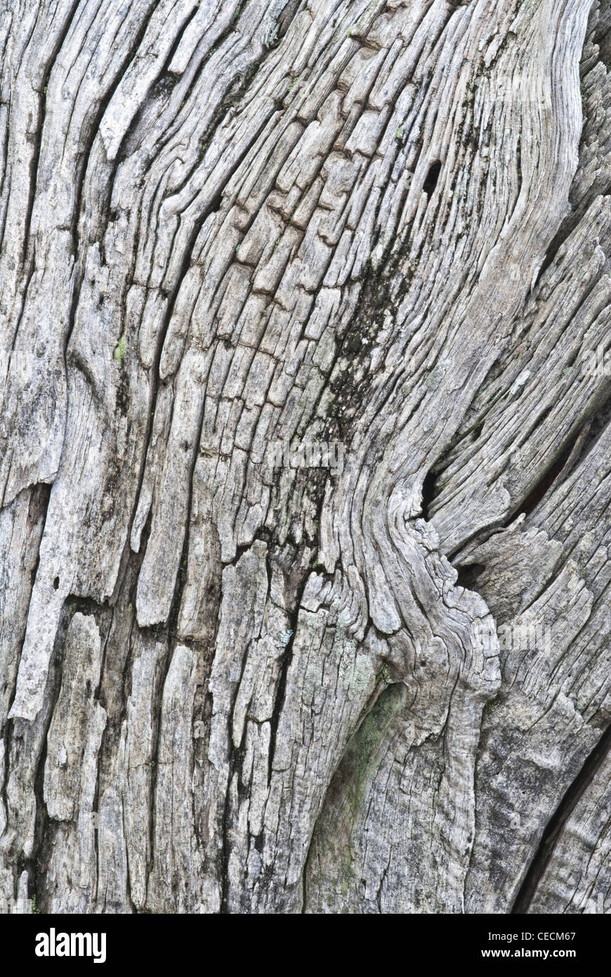 Chestnut Wood Stock Photos & Chestnut Wood Stock Images - Alamy