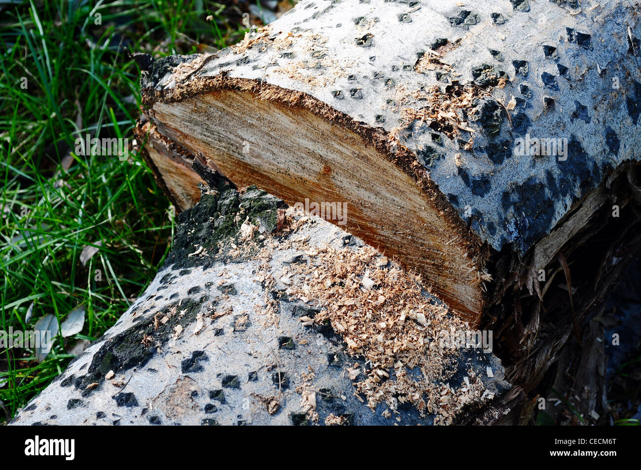 timber lumber wood stack texture cut background log forest firewood raw ...
