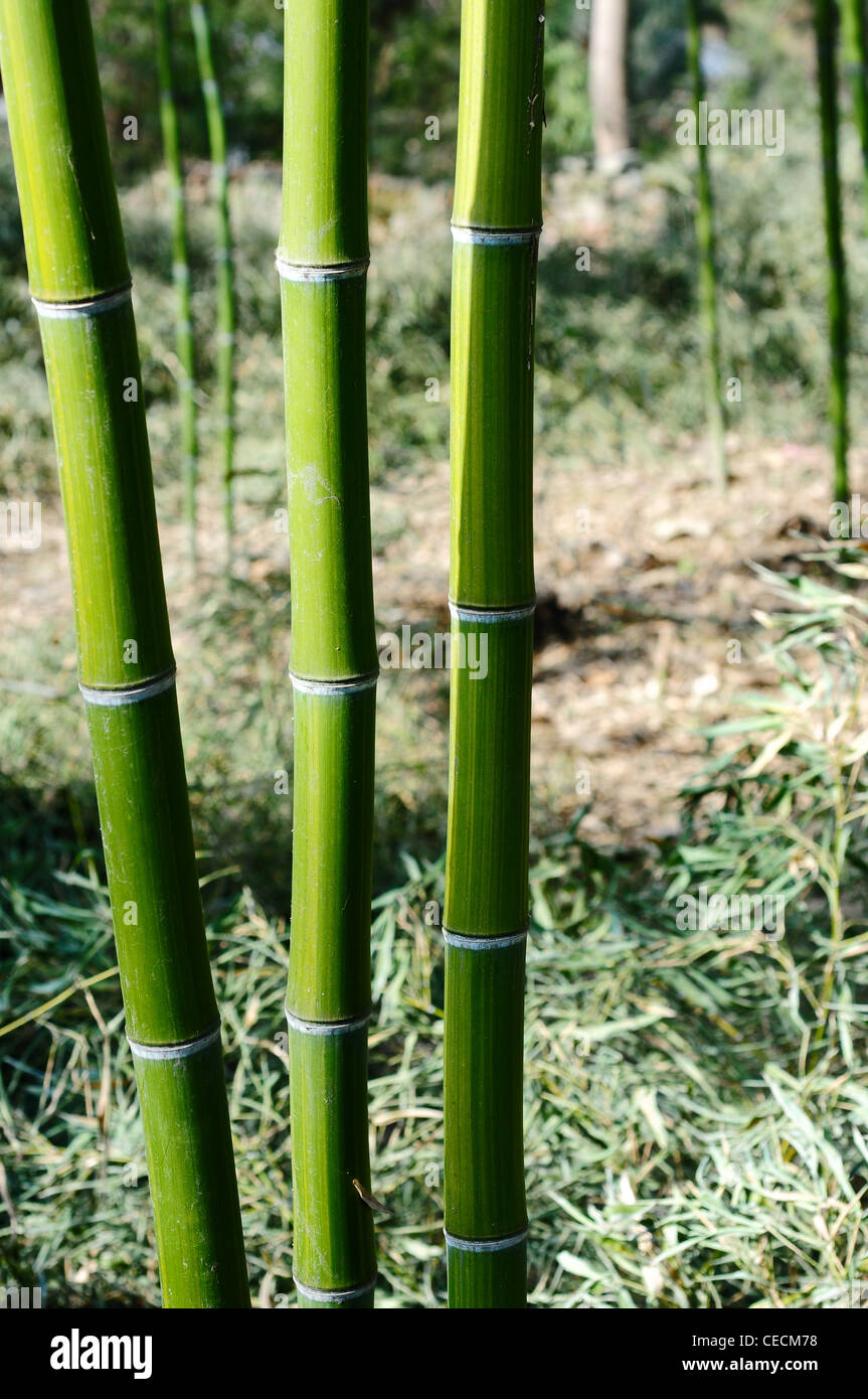 bamboo background wood pattern natural detail asian backdrop decor ...