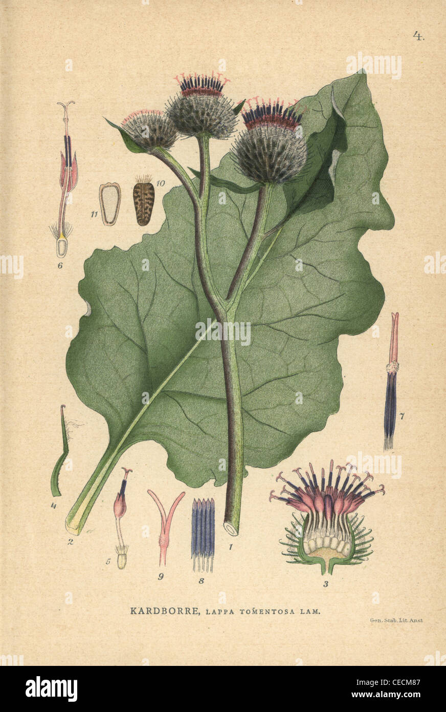 Burdock Botanical Drawing