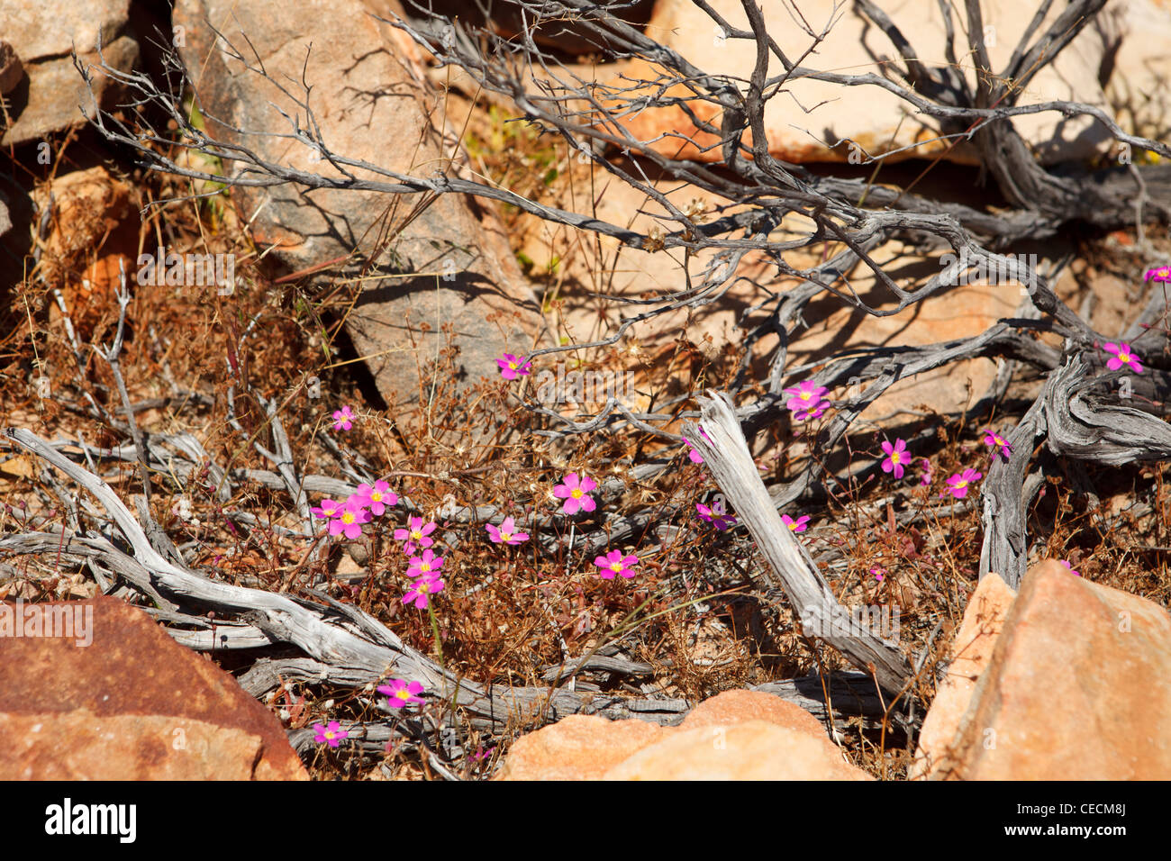 Spring flowers in Australian outback, harsh environment Stock Photo - Alamy
