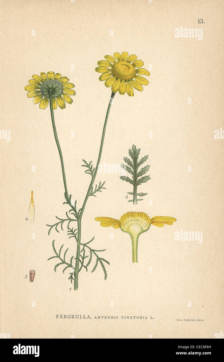 Golden marguerite or yellow chamomile, Cota tinctoria Stock Photo - Alamy