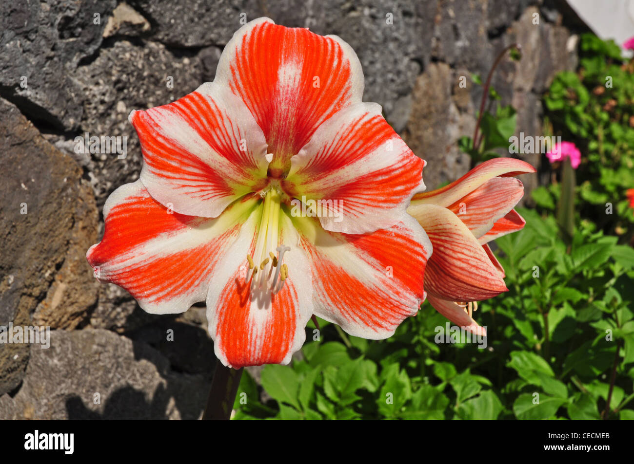 EUROPE, PORTUGAL, AZORES, Terceira, Angra do Heroismo, amaryllis flower ...