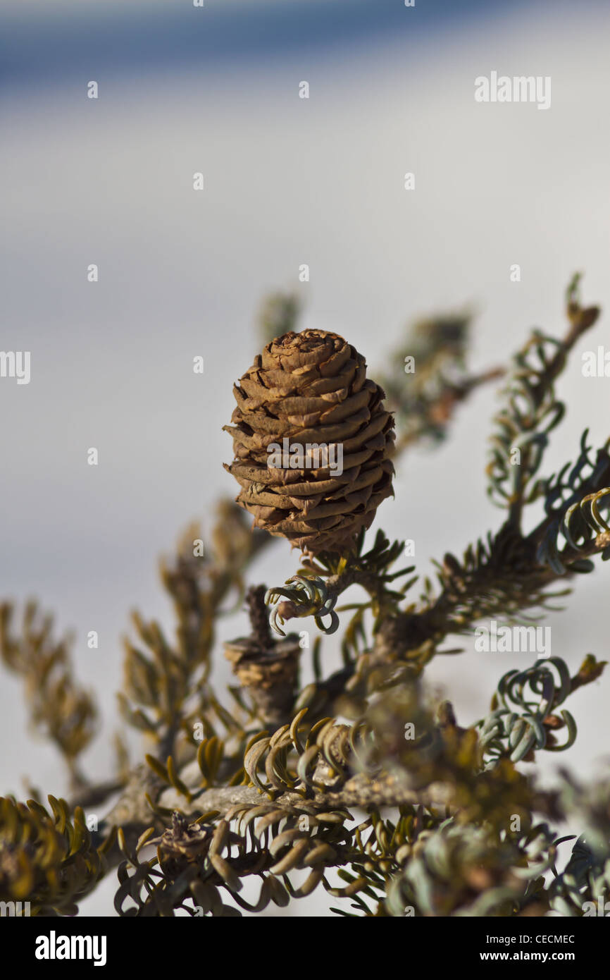 Photo the cone of a fir Stock Photo - Alamy