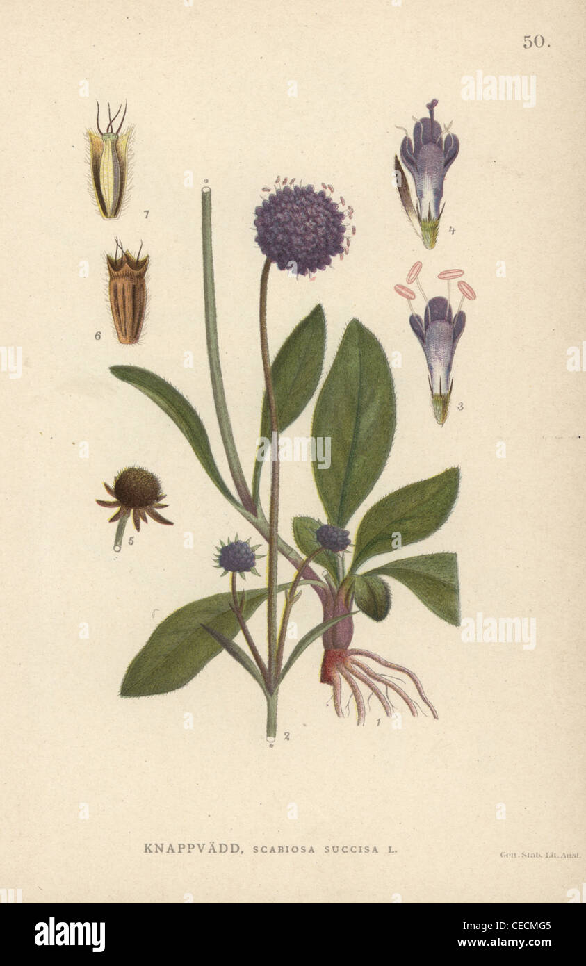 Devil's bit scabious, Scabiosa succisa Stock Photo - Alamy