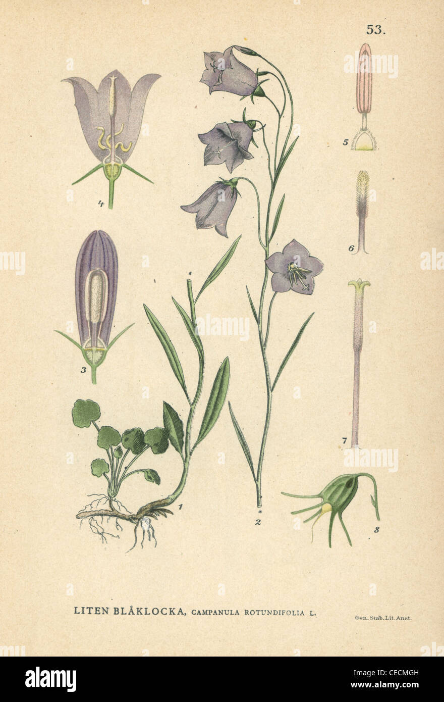 Botanical illustration harebell hi-res stock photography and images - Alamy