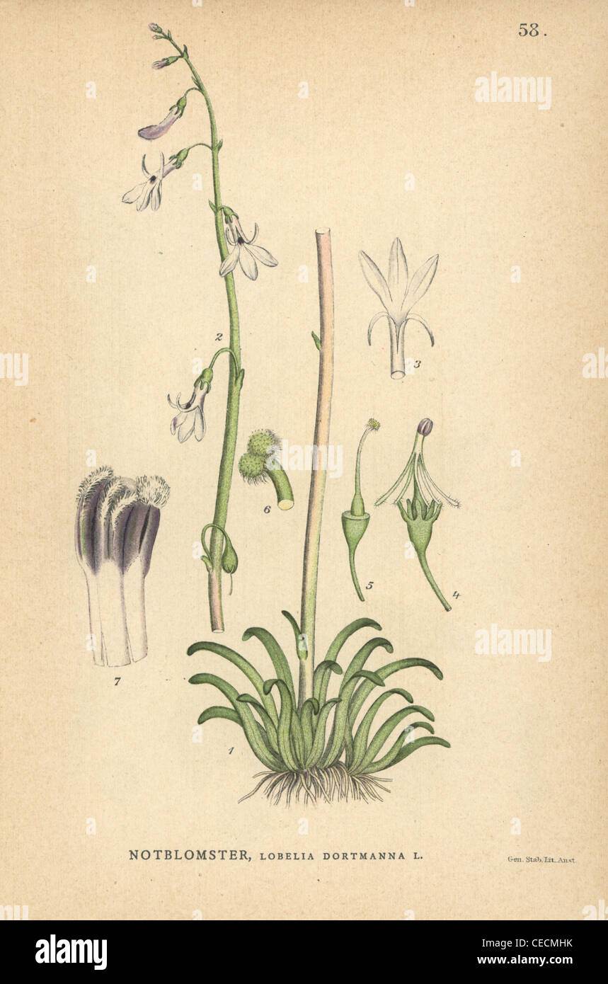 Water lobelia, Lobelia dortmanna Stock Photo - Alamy
