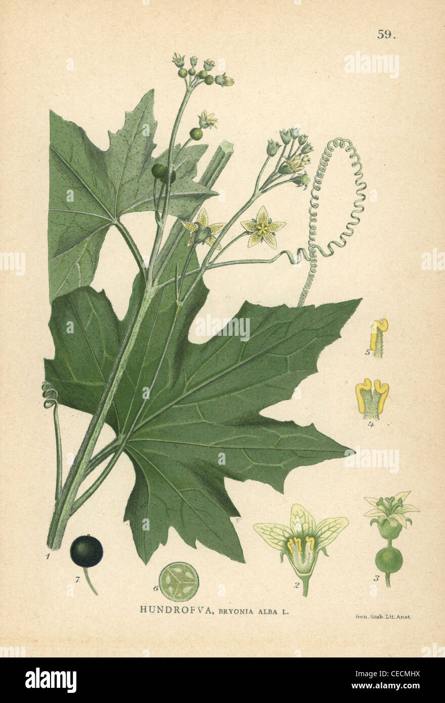 White bryony, Bryonia alba Stock Photo - Alamy