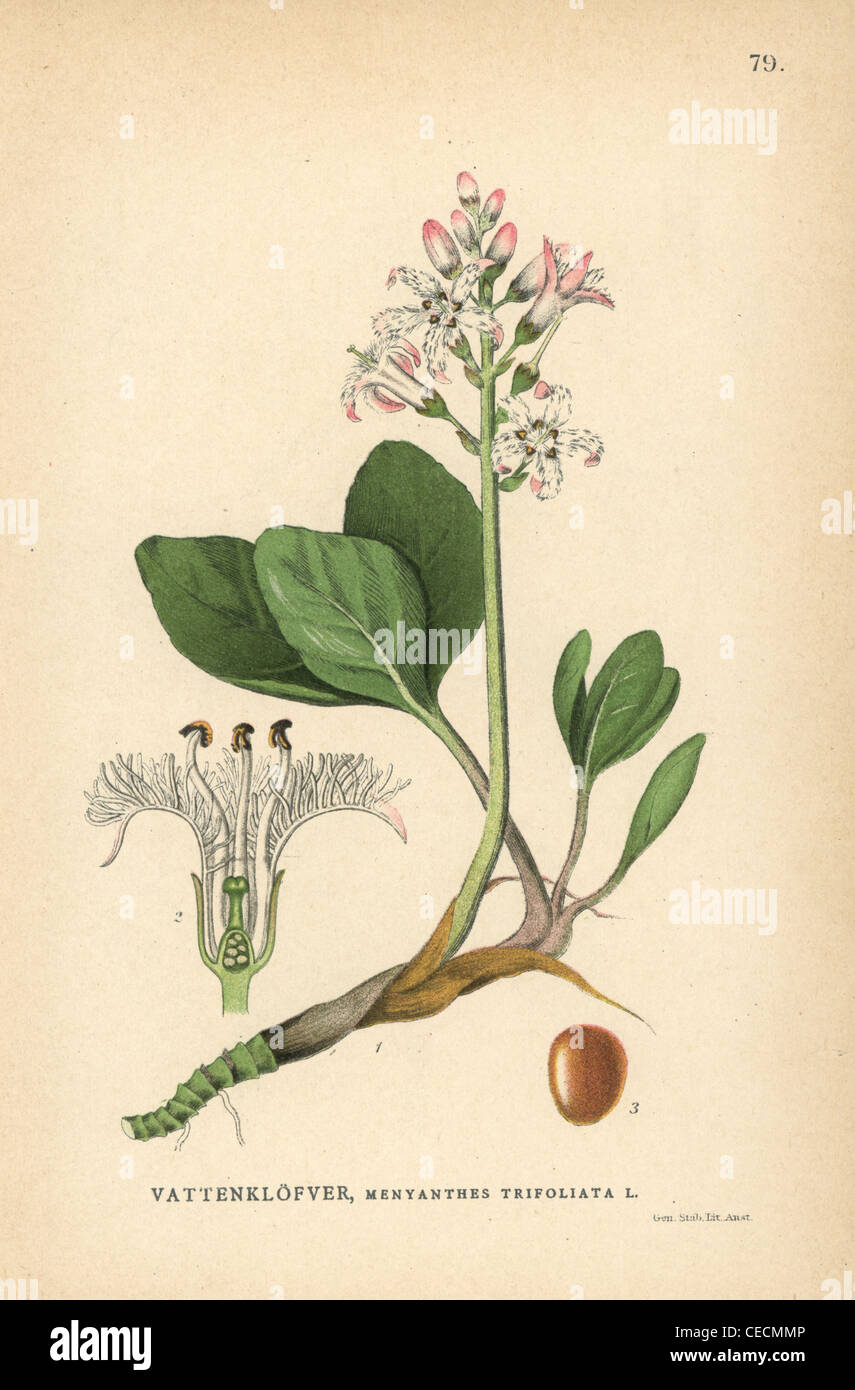 Bogbean, Menyanthes trifoliata Stock Photo - Alamy