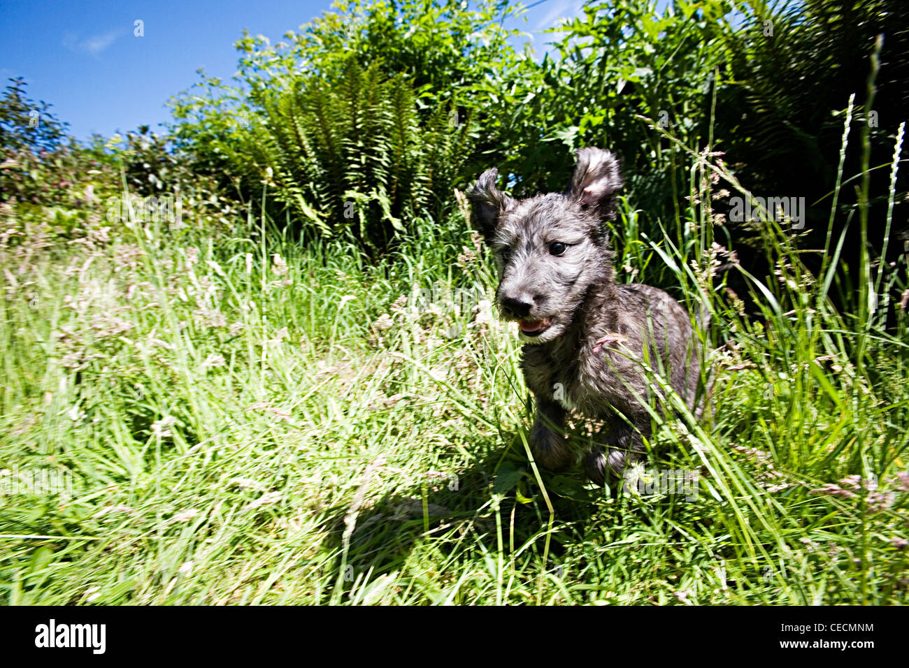 Cute Lurcher Puppy Jumping through Long Grass Stock Photo - Alamy
