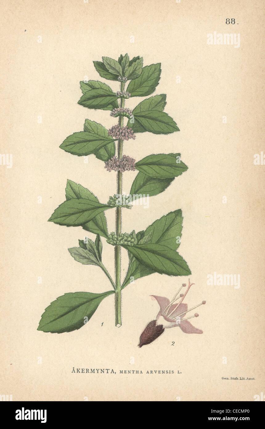 Field mint, Mentha arvensis Stock Photo - Alamy