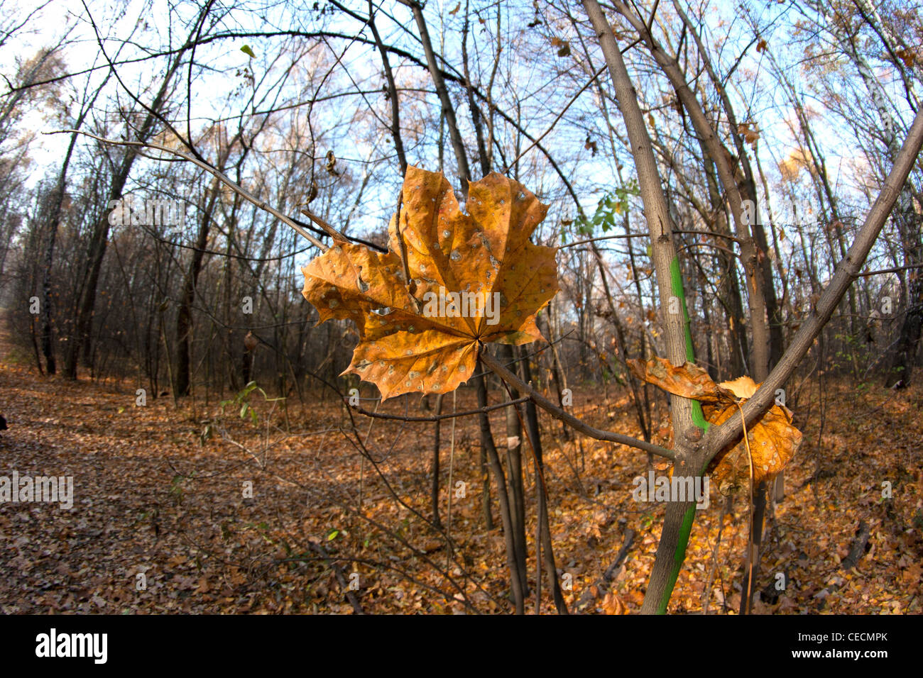 Autumn in the forest. Fisheye lens Stock Photo - Alamy