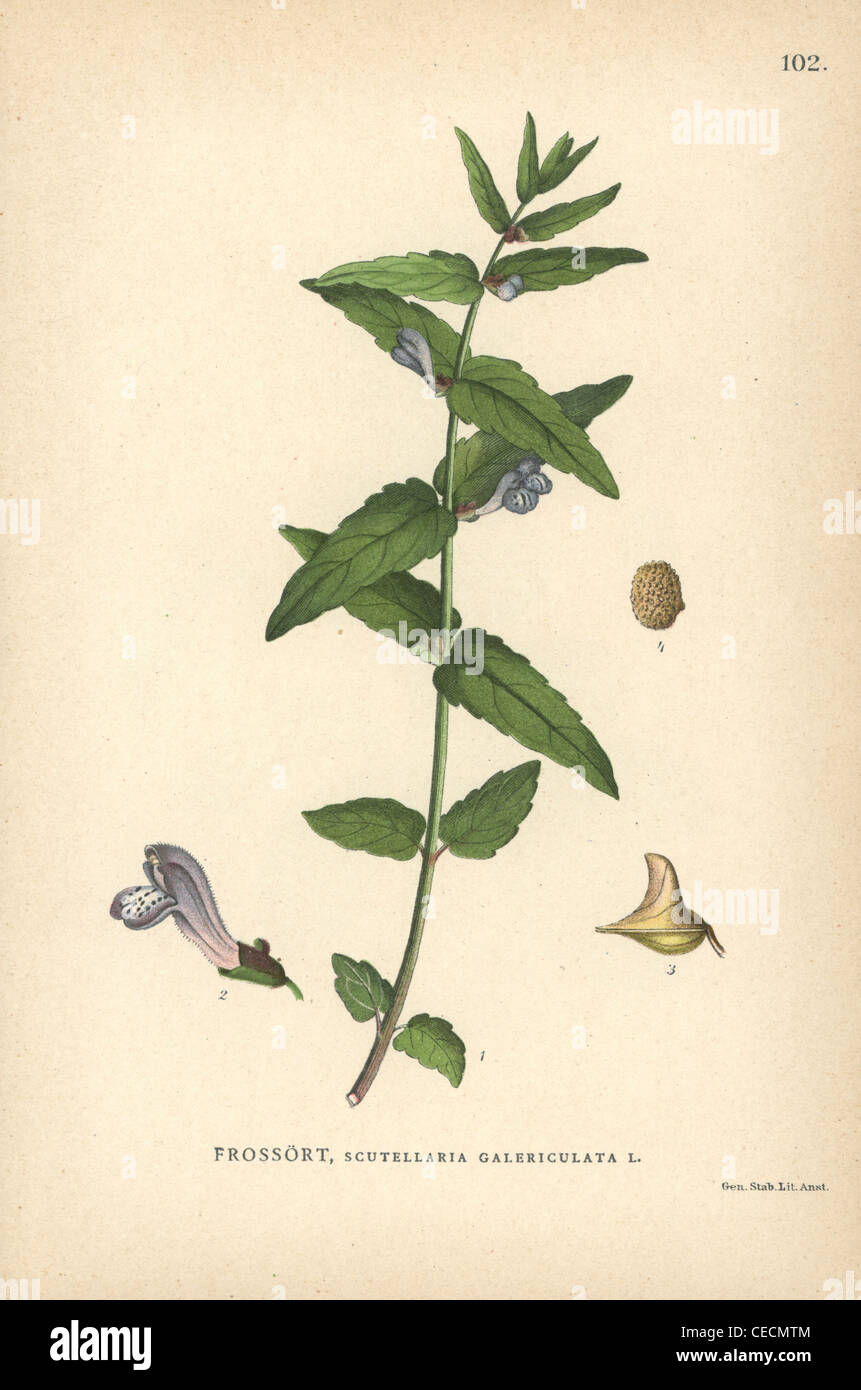 Common skullcap, Scutellaria galericulata Stock Photo - Alamy