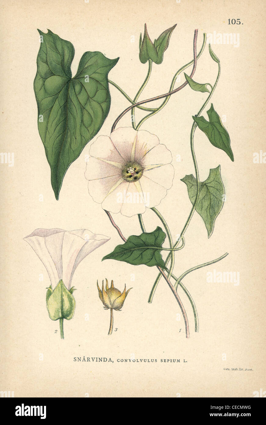 Large bindweed, Convolvulus sepium Stock Photo - Alamy